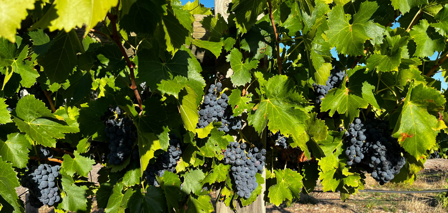 Our story - Mandurang Valley Wines | Bendigo